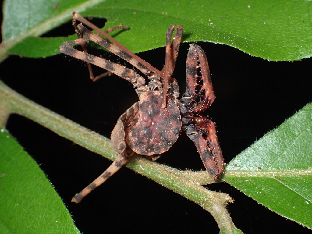 Sarax from North Eastern Islands, Singapore on September 2, 2023 at 09: ...