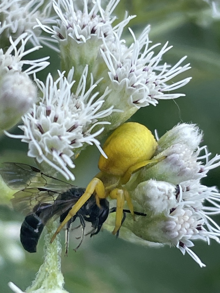 White-banded Crab Spider from E Orange Rd, Lewis Center, OH, US on ...