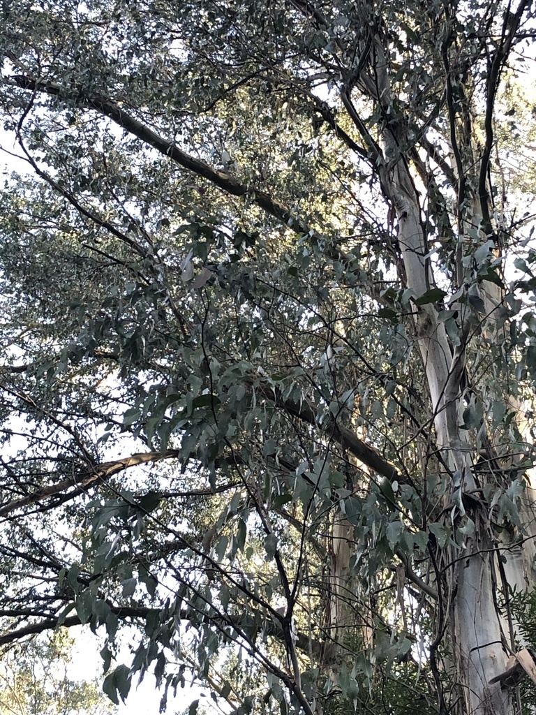 Australian Mountain Ash from Paul Range State Forest, Toolangi, VIC, AU ...