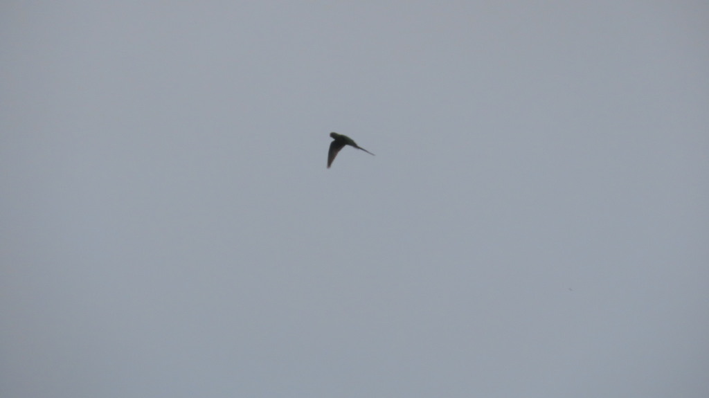 Plum-headed Parakeet from Thiruvarpu, Kerala, India on August 31, 2023 ...