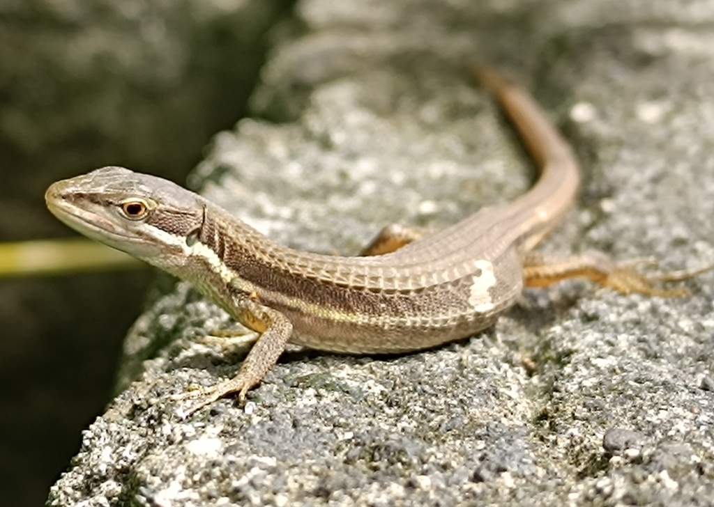 Grass Lizards from Wangyou Valley, Keelung City, Taiwan, 202 on ...