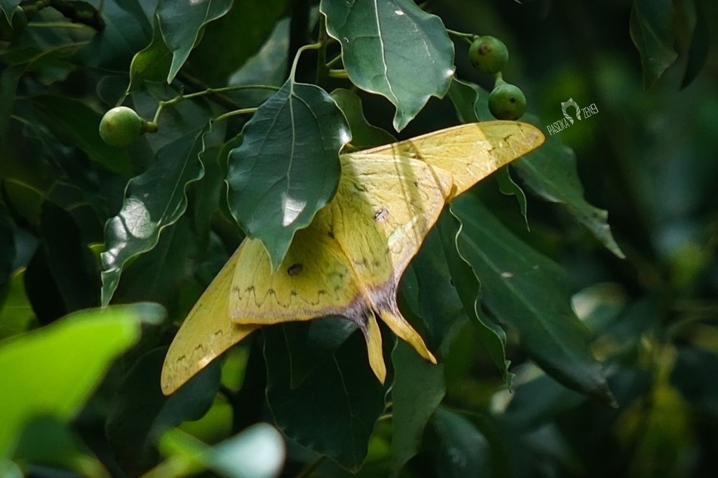 South China Moon Moth from Club Med Joyview Resort on August 27, 2023 ...