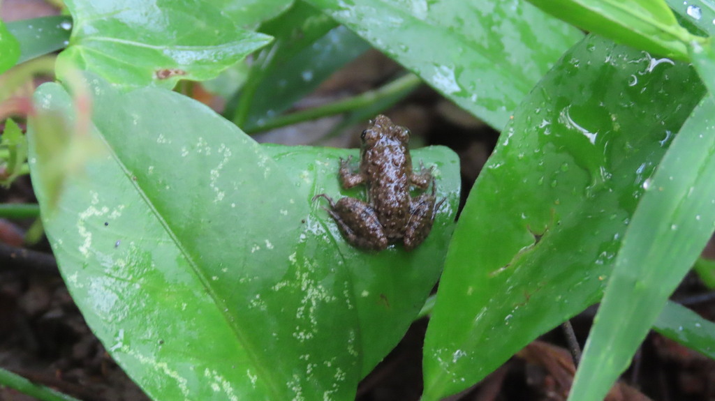 Minervarya from Thiruvarpu, Kerala, India on August 31, 2023 at 07:32 ...