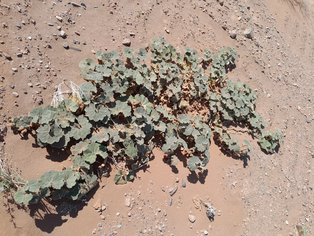 Wild Pumpkin from Luderitz, NA-KA, NA on September 1, 2023 at 02:46 PM ...