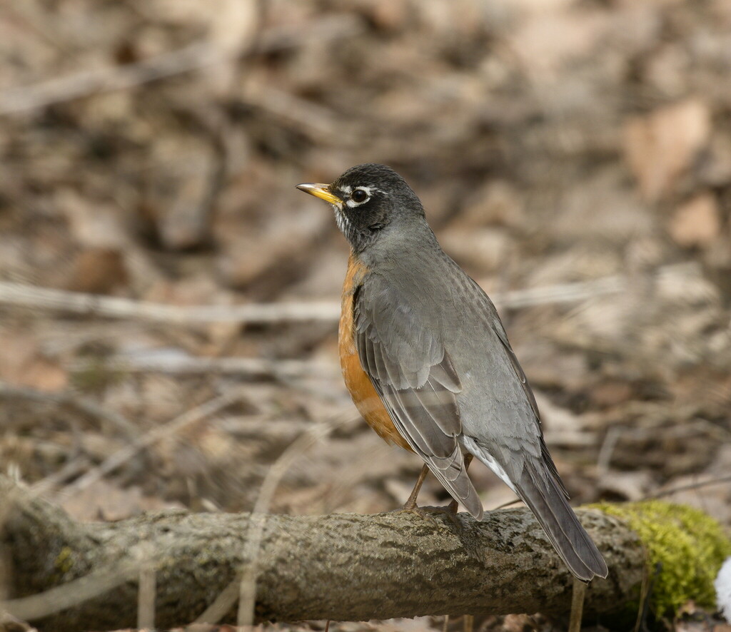 American Robin from Sauk Creek Preserve, WI, USA on March 20, 2023 at ...