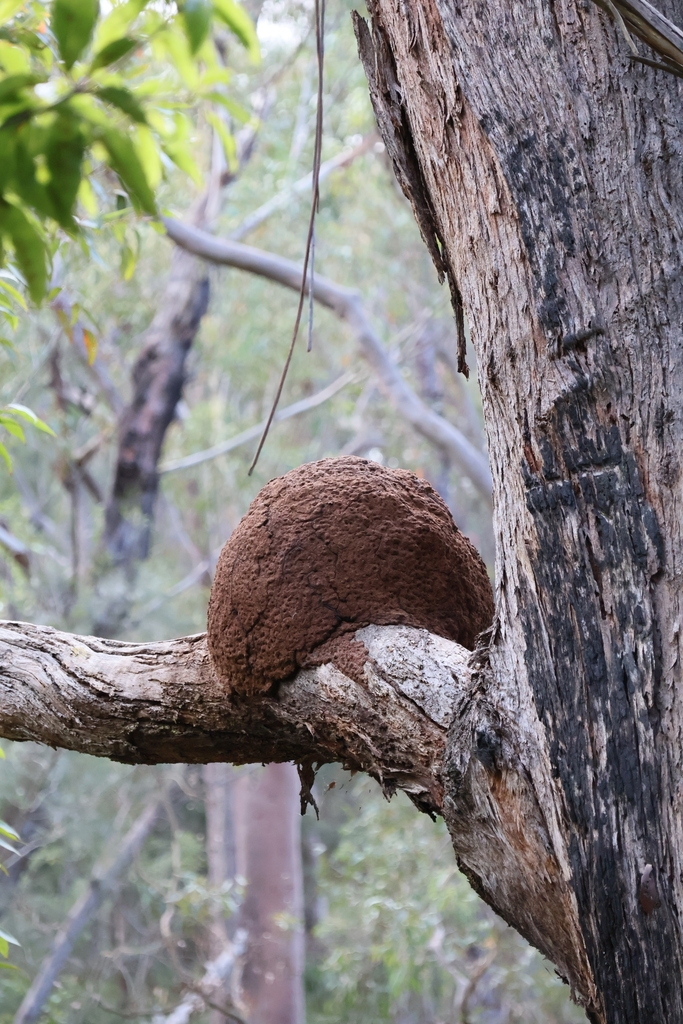 Tree Termite from Menai, Sydney NSW, Australia on September 2, 2023 at ...