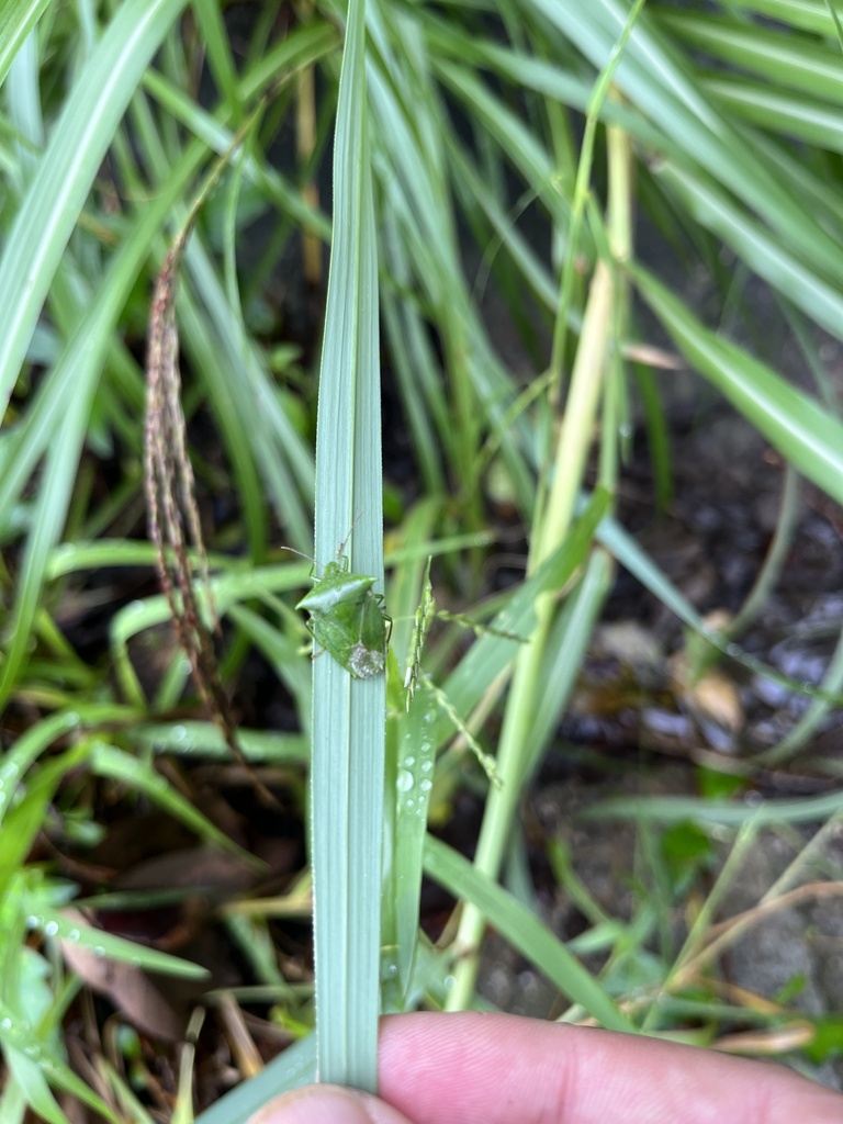 Vitellus orientalis in December 2022 by Nakatada Wachi · iNaturalist