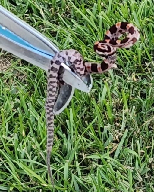 Corn Snake from Bald Cypress Ct, Myrtle Beach, SC, US on September 1 ...
