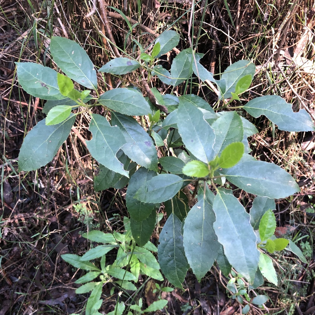 Australian mulberry (Hedycarya angustifolia) - Botanical Realm