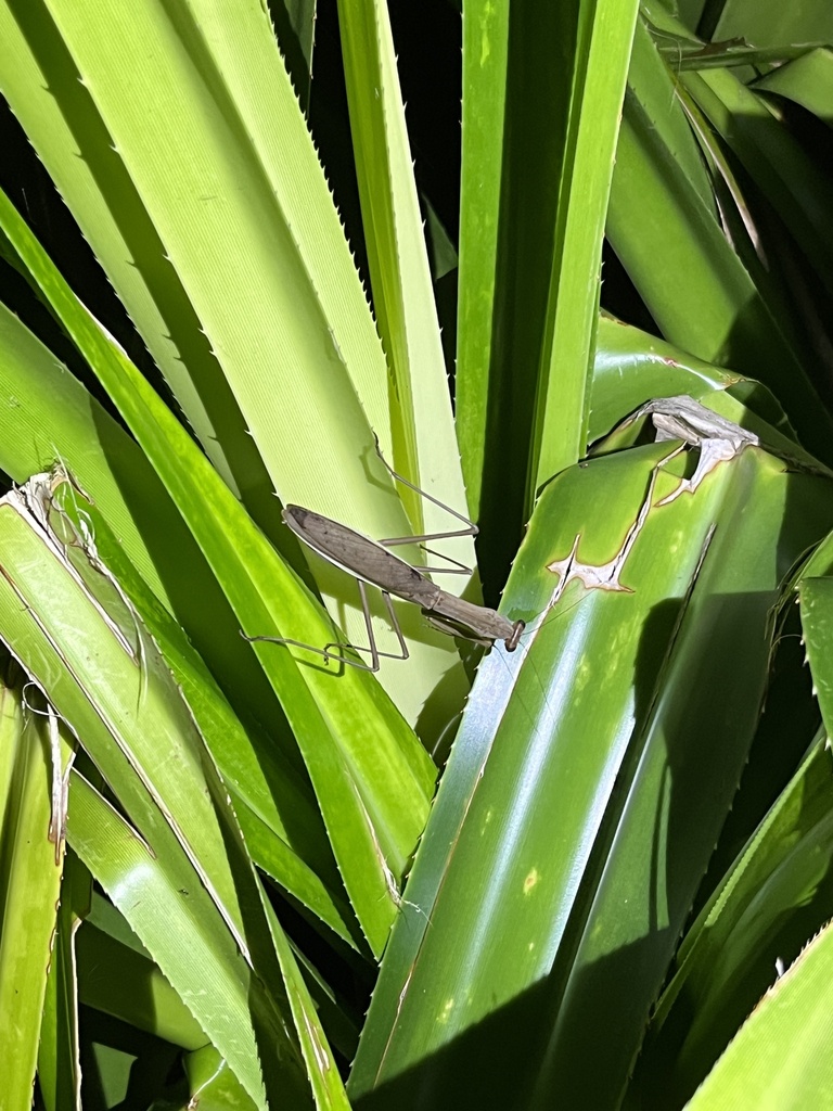 Narrow-winged Mantis in December 2022 by Nakatada Wachi · iNaturalist