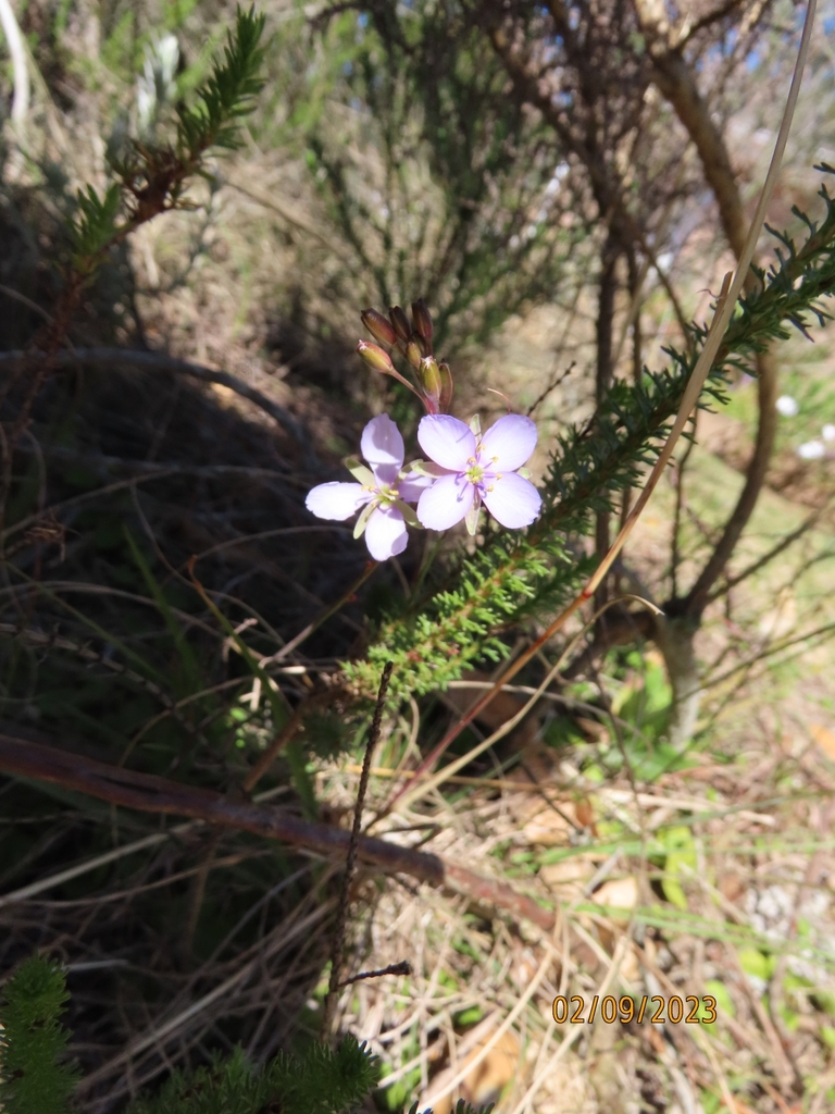 Heliophila subulata subulata from Groot Brakrivier, South Africa on ...
