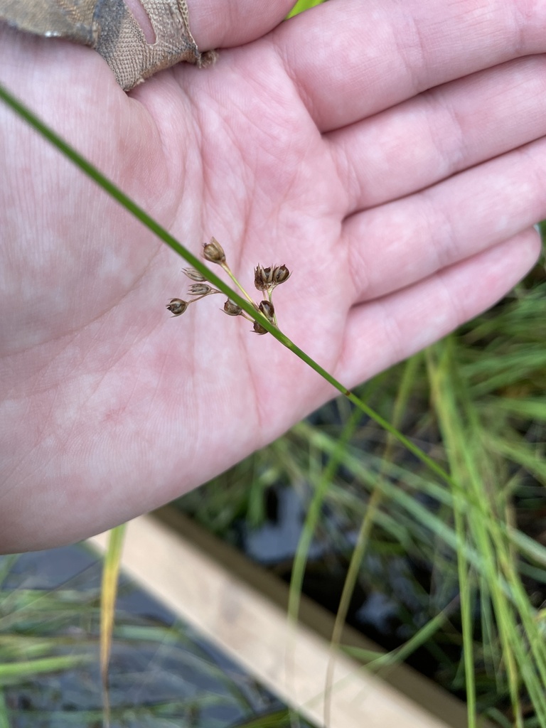 Thread Rush from Kulho, 13, FI on September 1, 2023 at 10:40 AM by ...