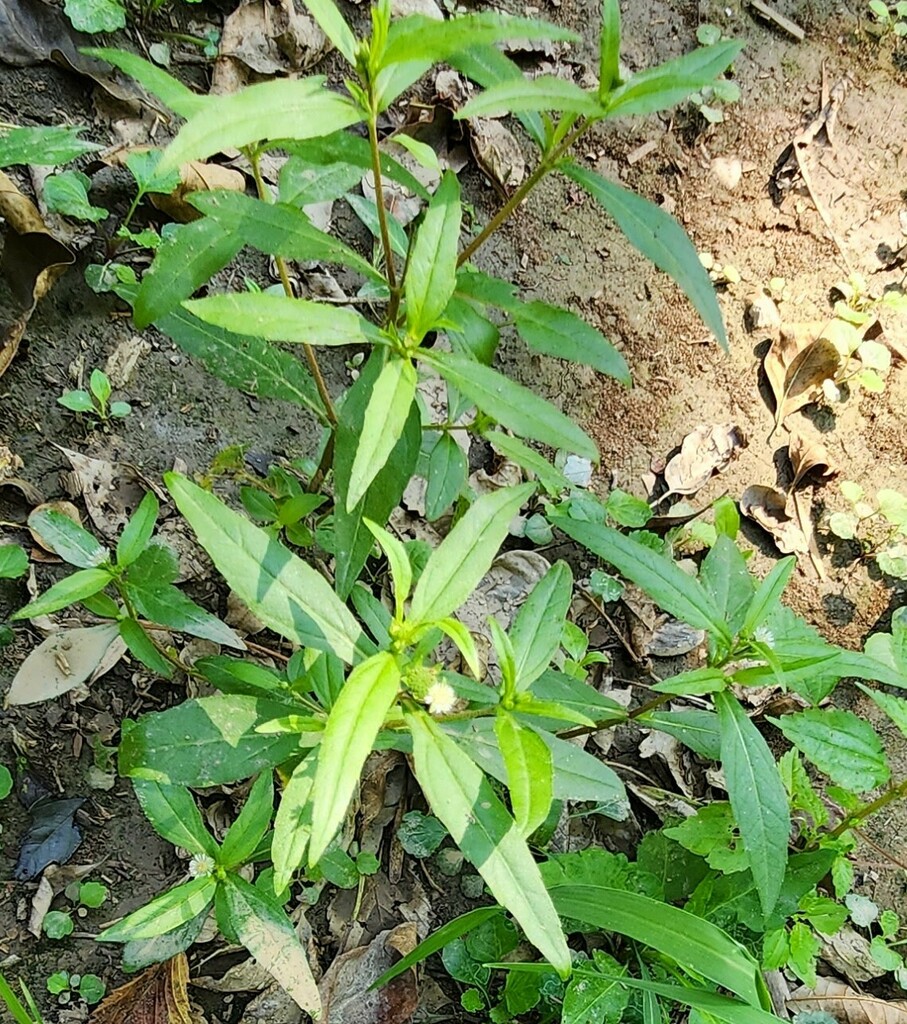 false daisy from Posey County, IN, USA on September 1, 2023 at 11:12 AM ...