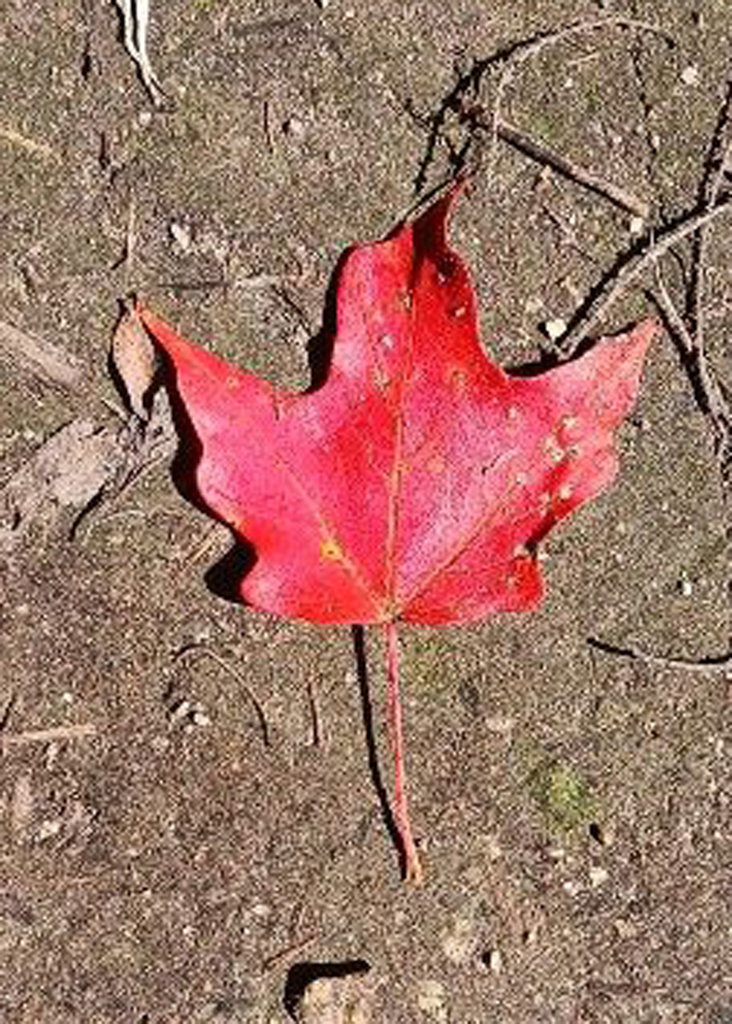 maples from Bayview Village, Toronto, ON, Canada on September 1, 2023 ...