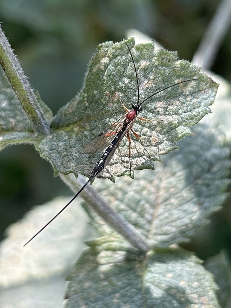 Perithous scurra from Eglingham Way, Morpeth, England, GB on September ...