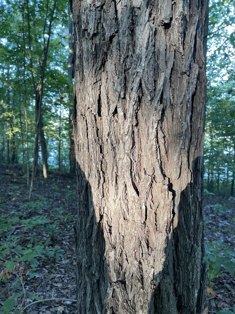 red hickory from Columbia City, IN, US on September 2, 2023 at 08:08 AM ...