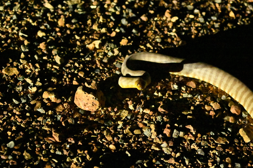 Woma Python in September 2023 by Owen Gale · iNaturalist