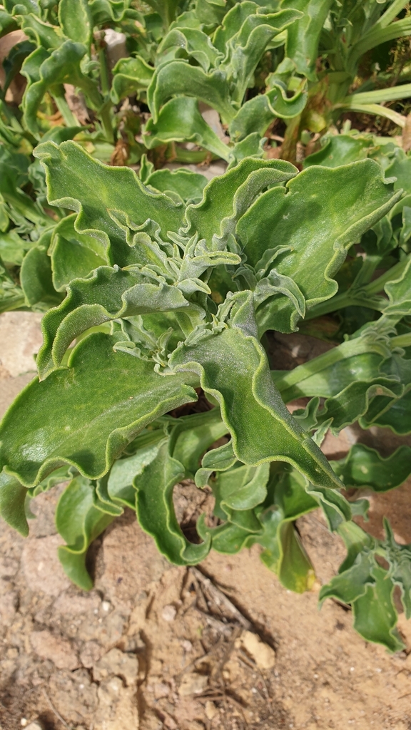 Brakslaai from Avoca Farms, Trawal,, South Africa on September 2, 2023 ...