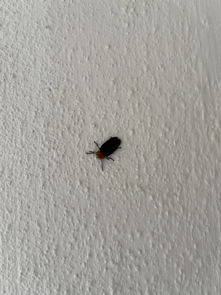 Pyrocoelia atripennis in December 2022 by Nakatada Wachi · iNaturalist