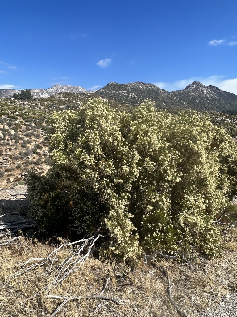 Redshanks from San Bernardino National Forest, Mountain Center, CA, US ...