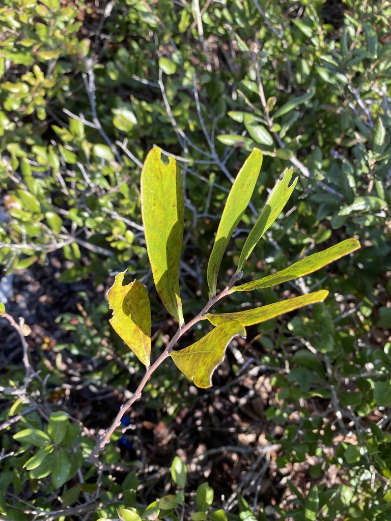 four-petal pawpaw in September 2023 by wildabean. JRNA-438 · iNaturalist