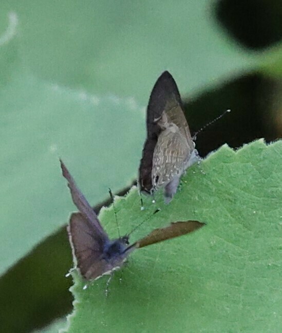 Common Line Blue from Naval Anchorage, Islamabad, Islamabad Capital ...