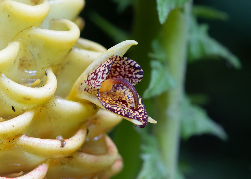 Maracas de Malasia (Plantas en Supía, Caldas) · iNaturalist