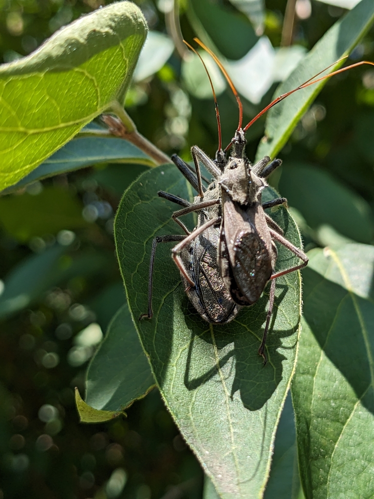 North American Wheel Bug from Frederick County, US-MD, US on August 25 ...