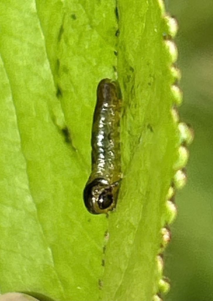 Cherry Slug Sawfly in September 2023 by Marla Coppolino. On chokeberry ...