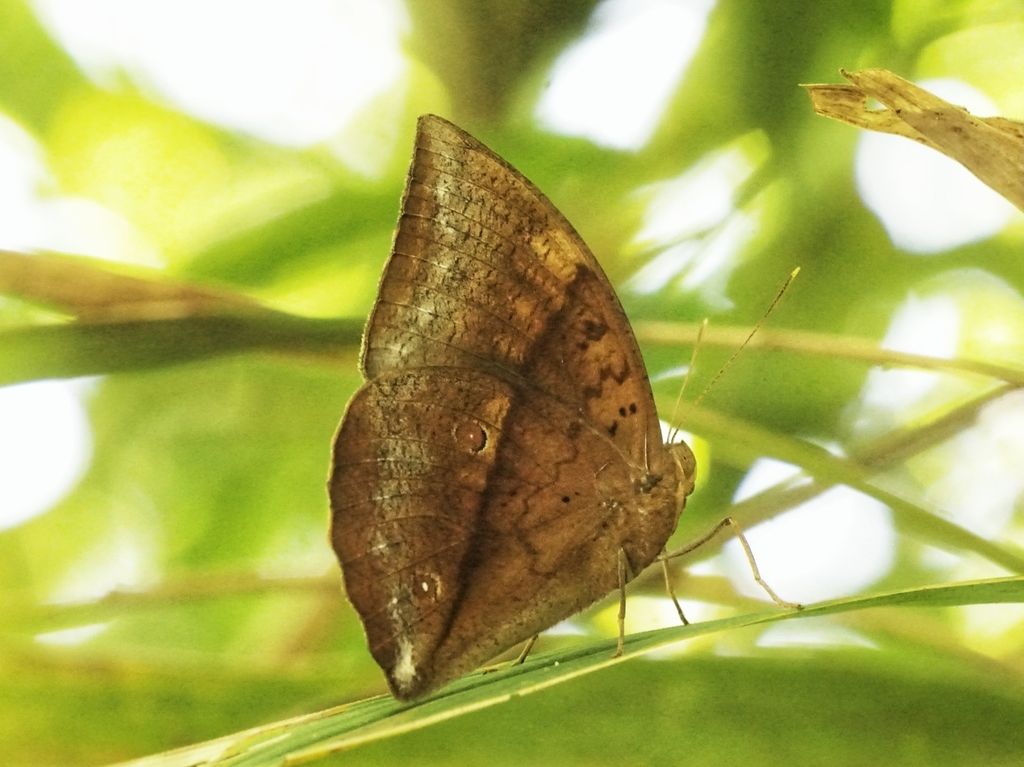 Southern Duffer from Nanani Poyka on August 30, 2023 at 07:03 PM by ...