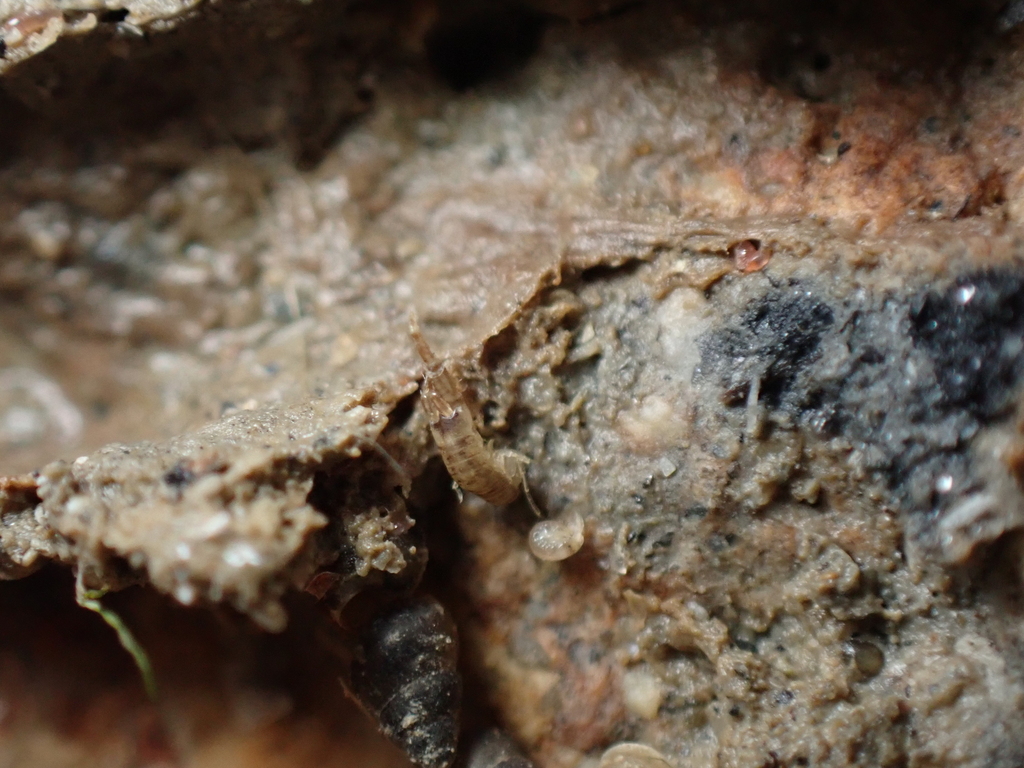 Corophiida from Villeneuve-lès-Maguelone, France on August 5, 2023 at ...