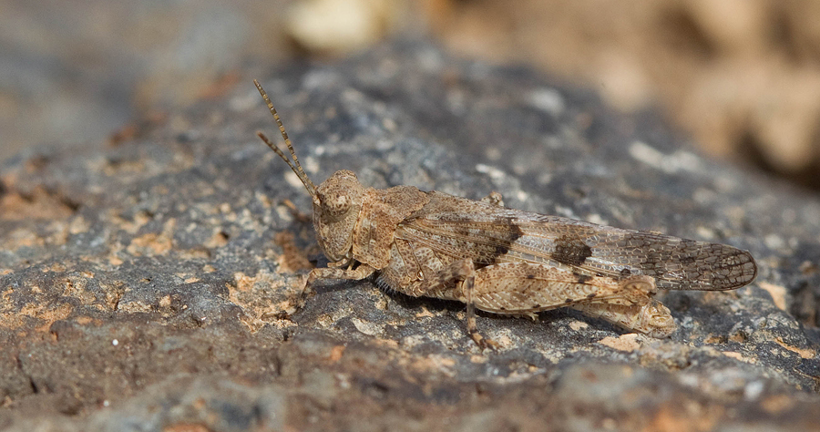 Sphingonotus picteti (Tenerife Orthoptera) · iNaturalist