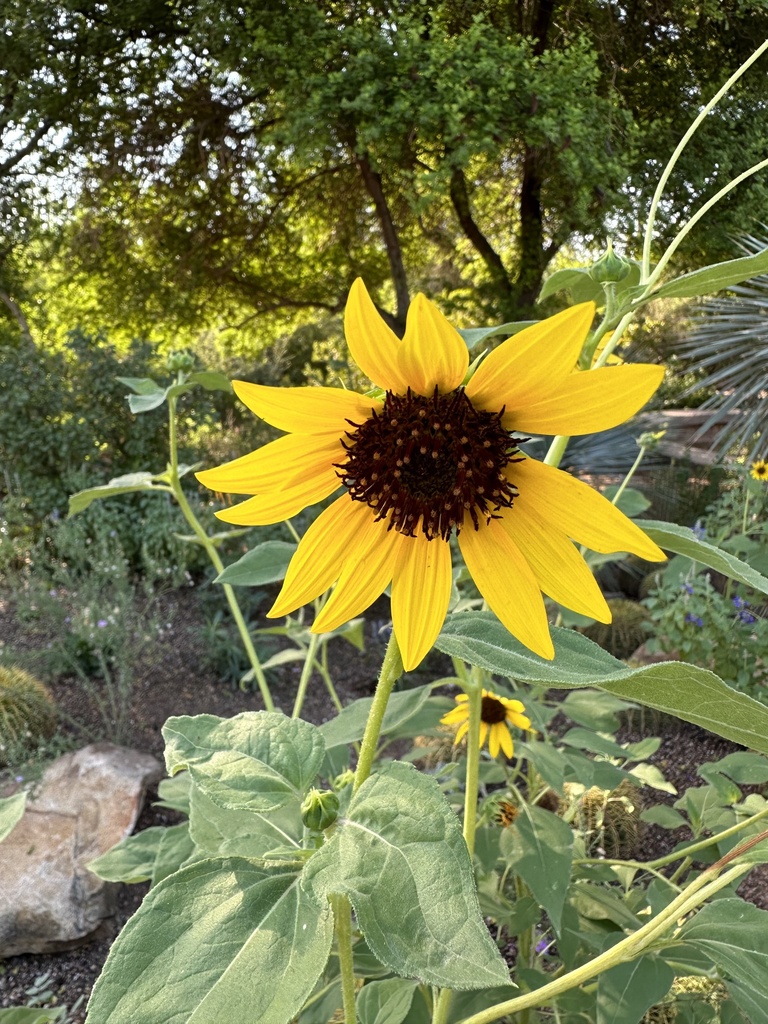 Common Sunflower from Desert Botanical Garden, Phoenix, AZ, US on ...