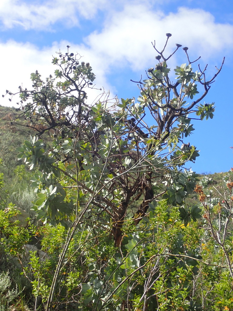 Wagon Tree from Voorsorg, Garden Route District Municipality, South ...