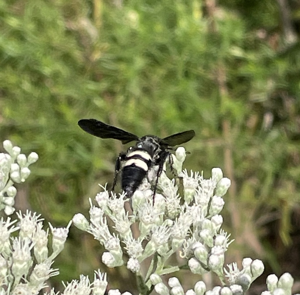 Double-banded Scoliid Wasp from Charleston, IL, US on September 2, 2023 ...
