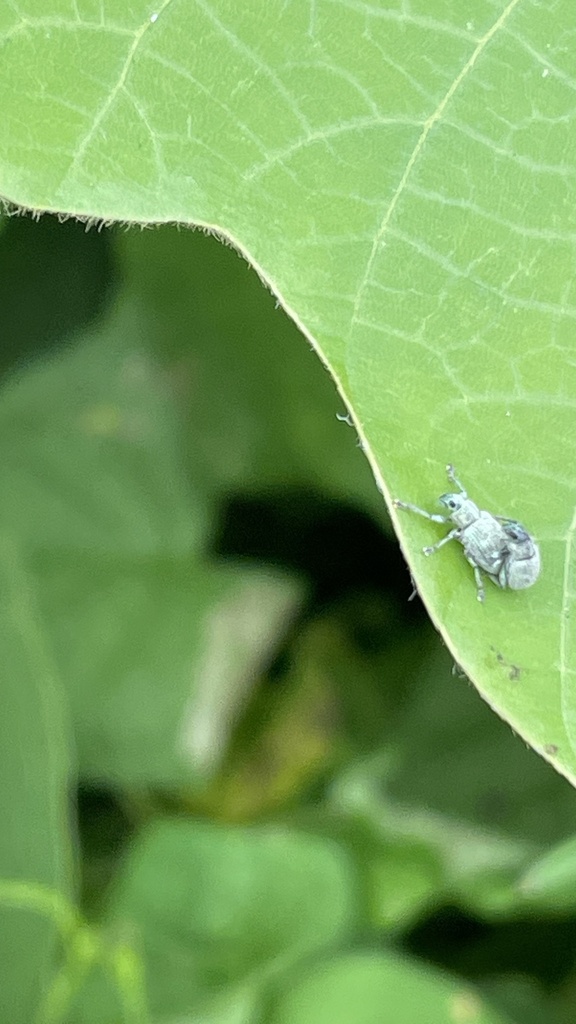 Eugnathus distinctus in September 2023 by eggseries · iNaturalist