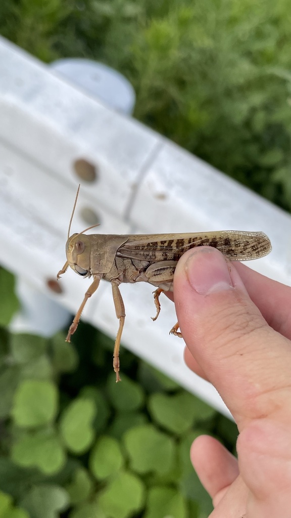 Migratory Locust in September 2023 by eggseries · iNaturalist