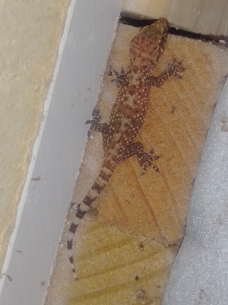 Mediterranean House Gecko from Cape Carteret, NC 28584, USA on ...