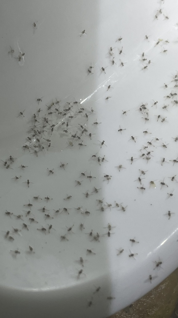 Small Squaregilled Mayflies in September 2023 by eggseries · iNaturalist