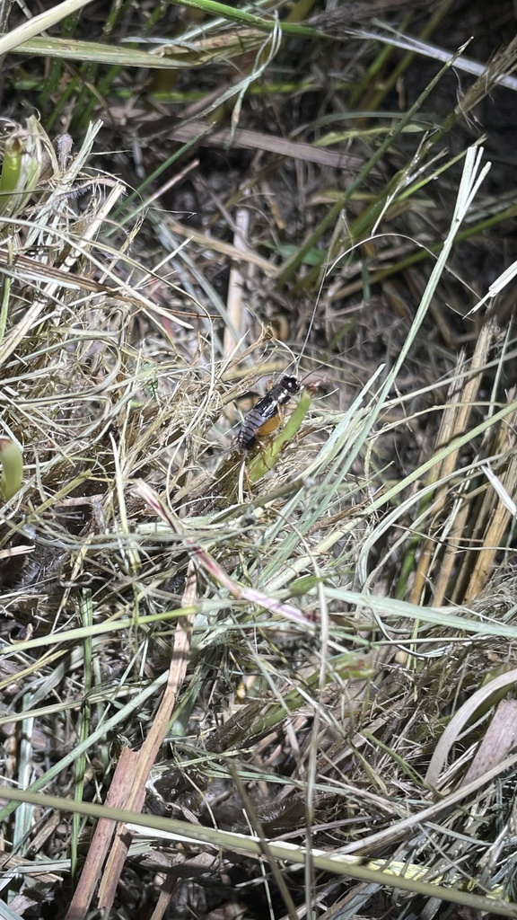 Mitius minor in September 2023 by eggseries · iNaturalist