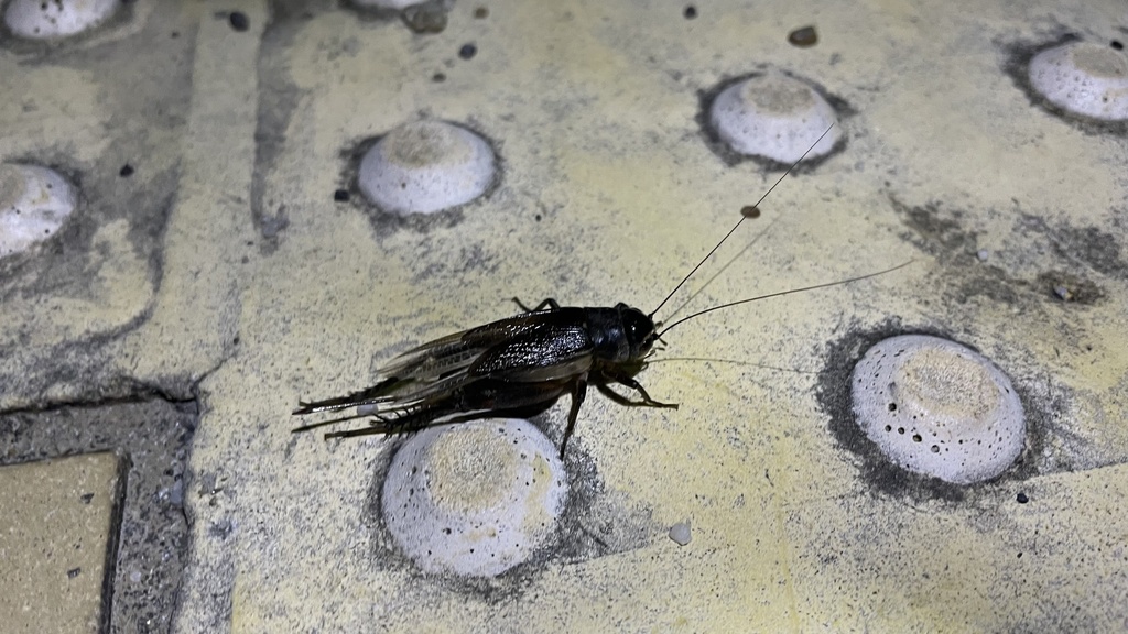 Emma Field Cricket in September 2023 by eggseries · iNaturalist