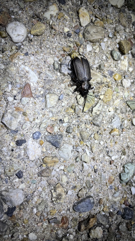Calosoma chinense in September 2023 by eggseries · iNaturalist