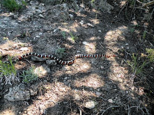 Utah Mountain Kingsnake (Lampropeltis pyromelana infralabialis ...