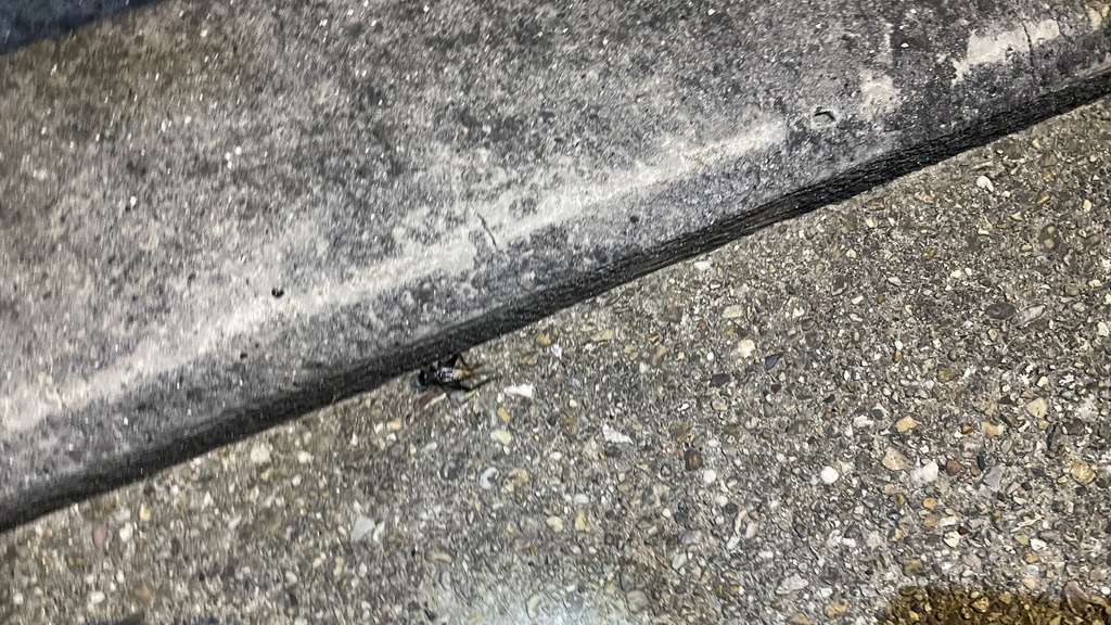 Emma Field Cricket in September 2023 by eggseries · iNaturalist