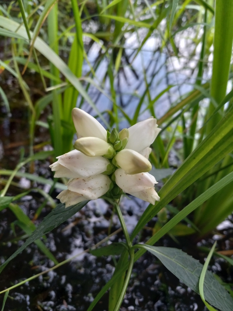 white turtlehead from Cropseyville, NY 12052, USA on September 2, 2023 ...