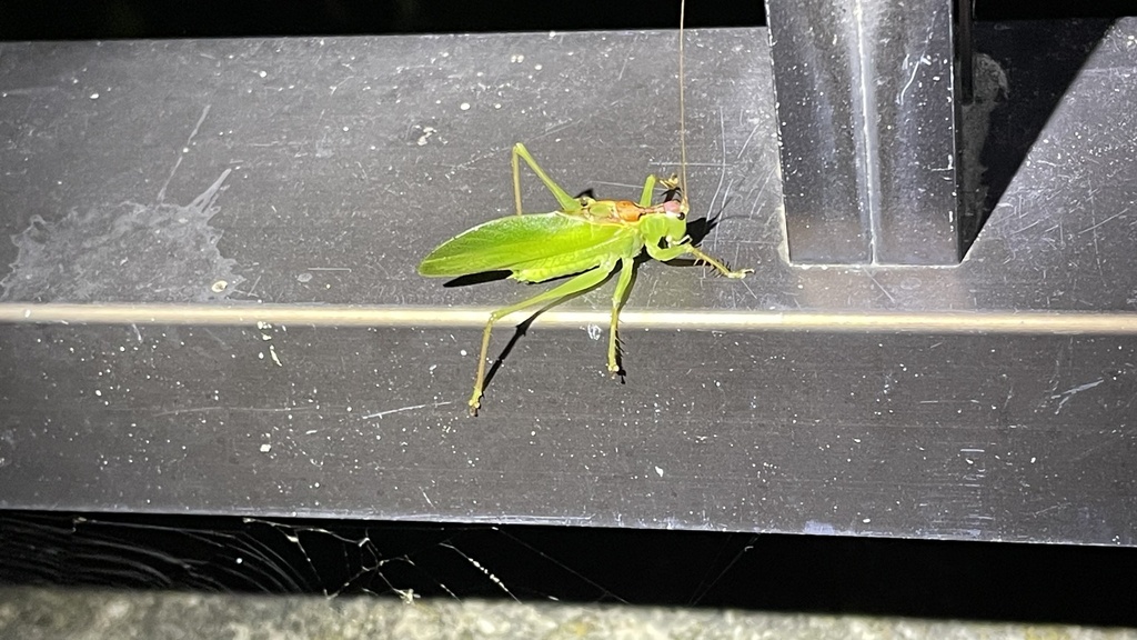 Hexacentrus japonicus in September 2023 by eggseries · iNaturalist