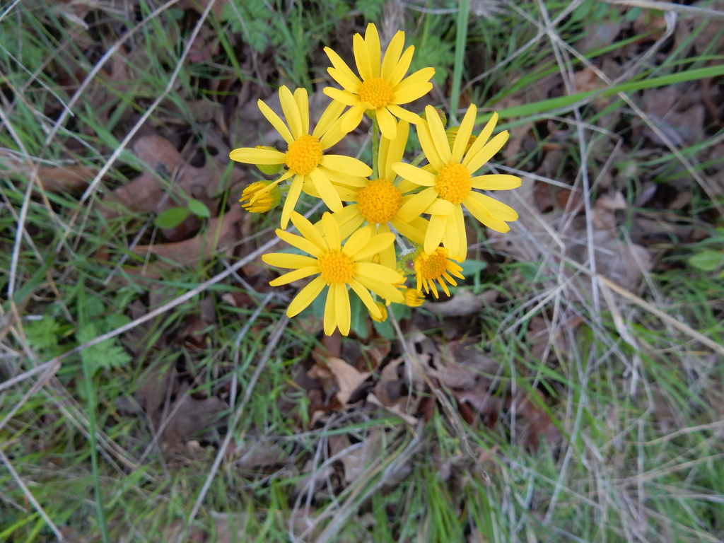 Prairie Groundsel (Plants of Chatfield State Park) · iNaturalist