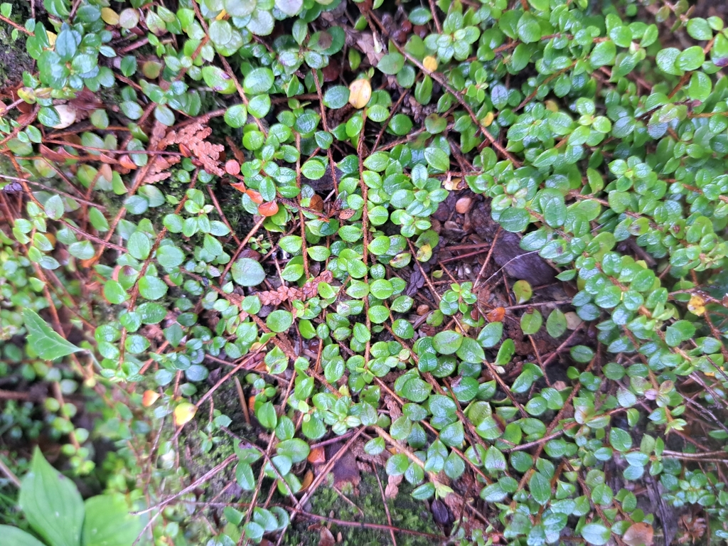 creeping snowberry from Montreal River Harbour, ON P0S 1H0, Canada on ...