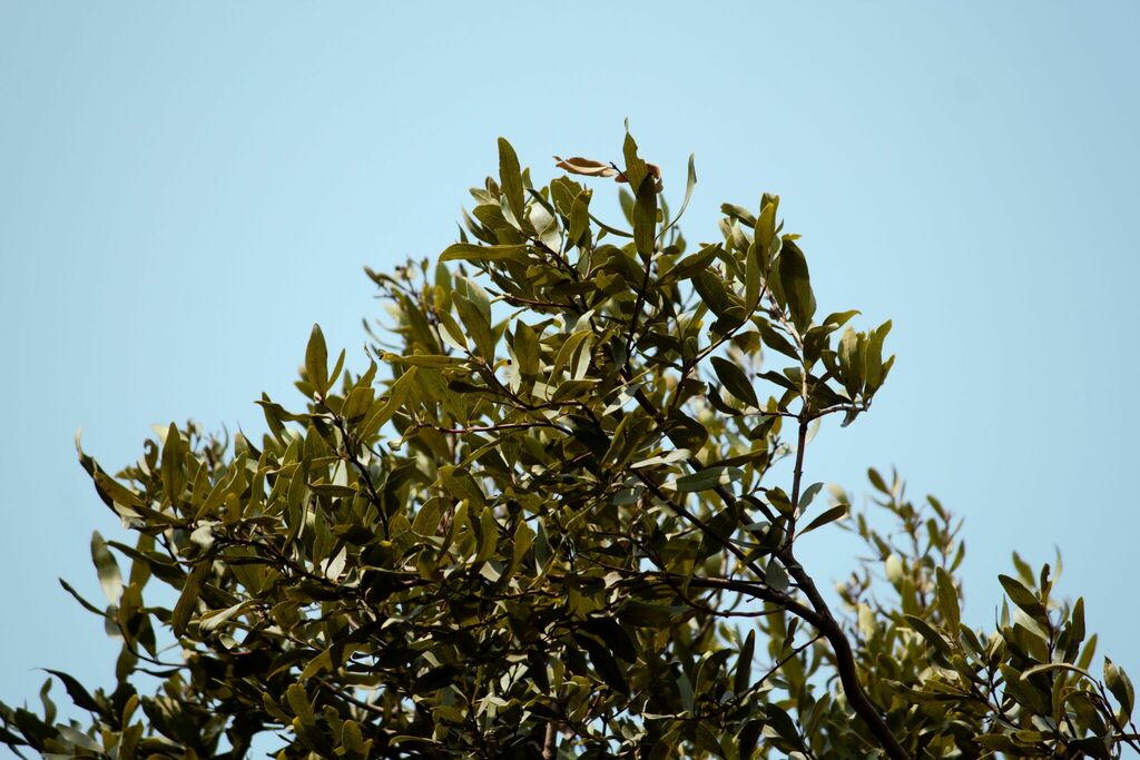 Gwarrie from West Rand District Municipality, South Africa on September ...