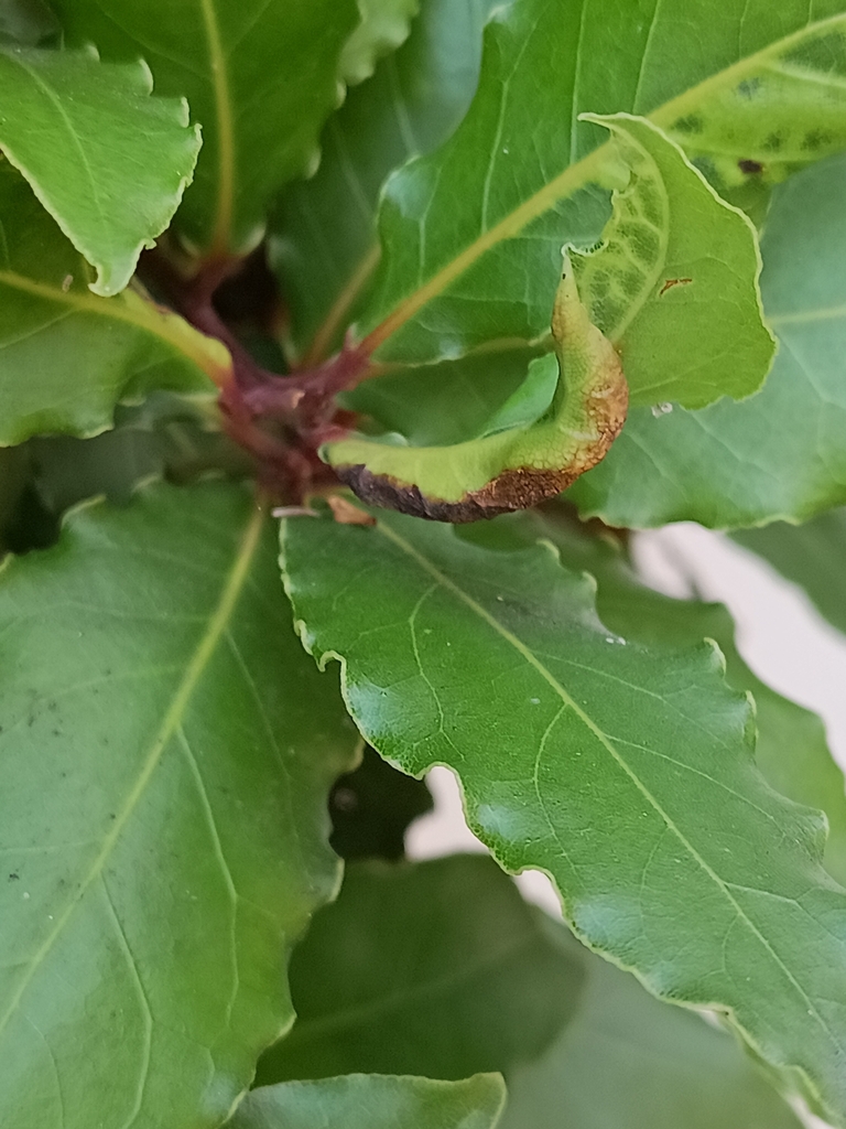 Bay Sucker From Uxbridge Ub10 Uk On September 2 2023 At 0544 Pm By Kathyvivian · Inaturalist